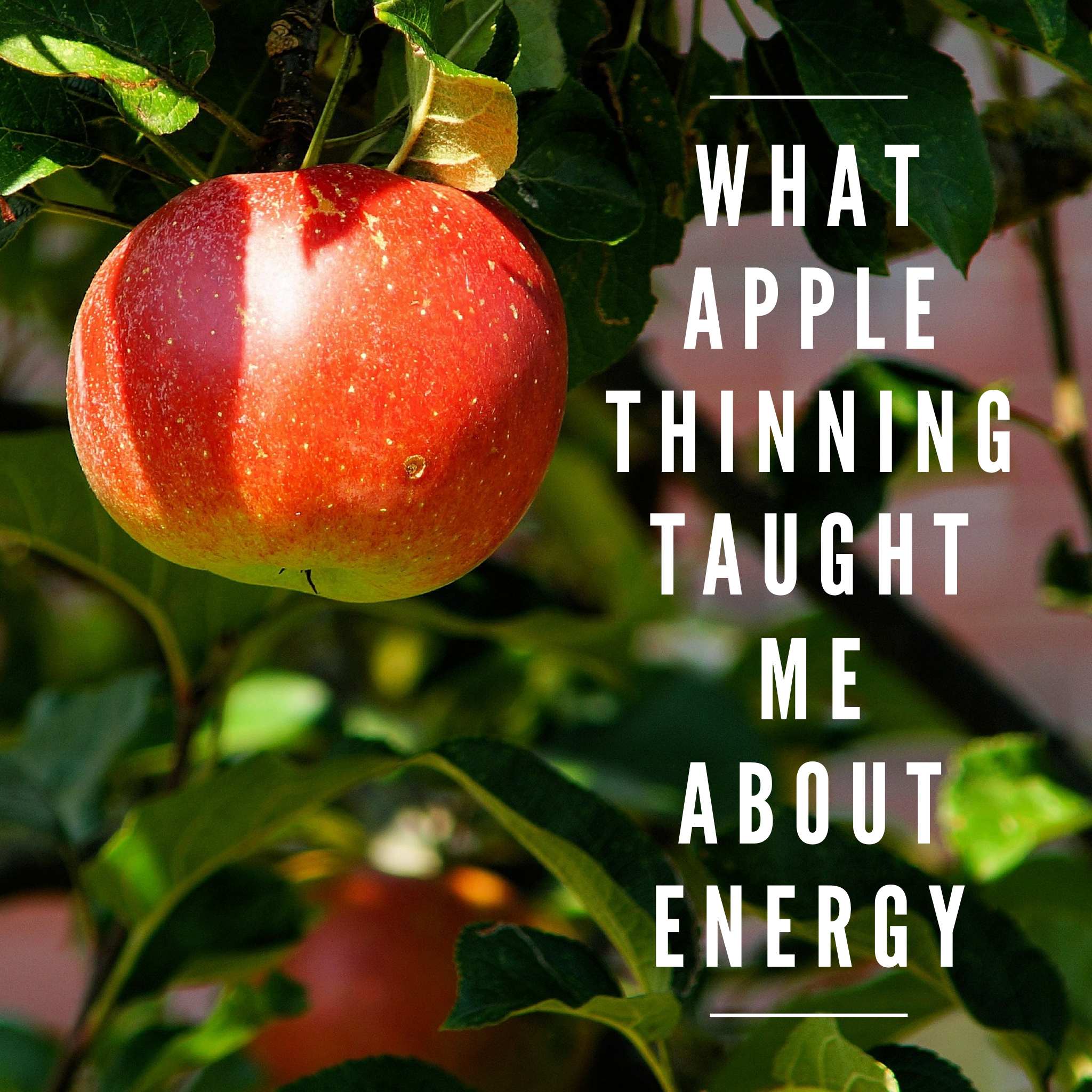 What apple thinning taught me about energy - Rhona Clews